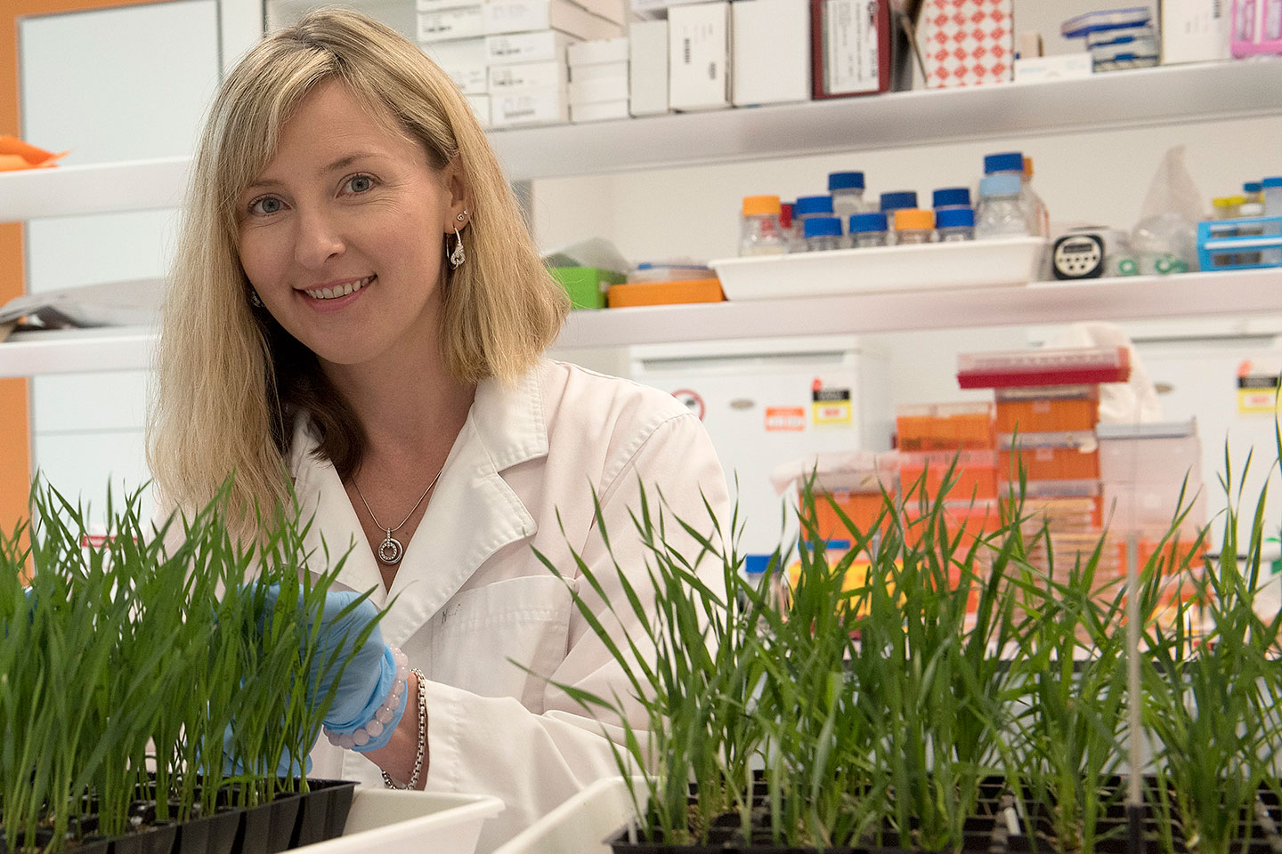 Curtin facility grows grain research