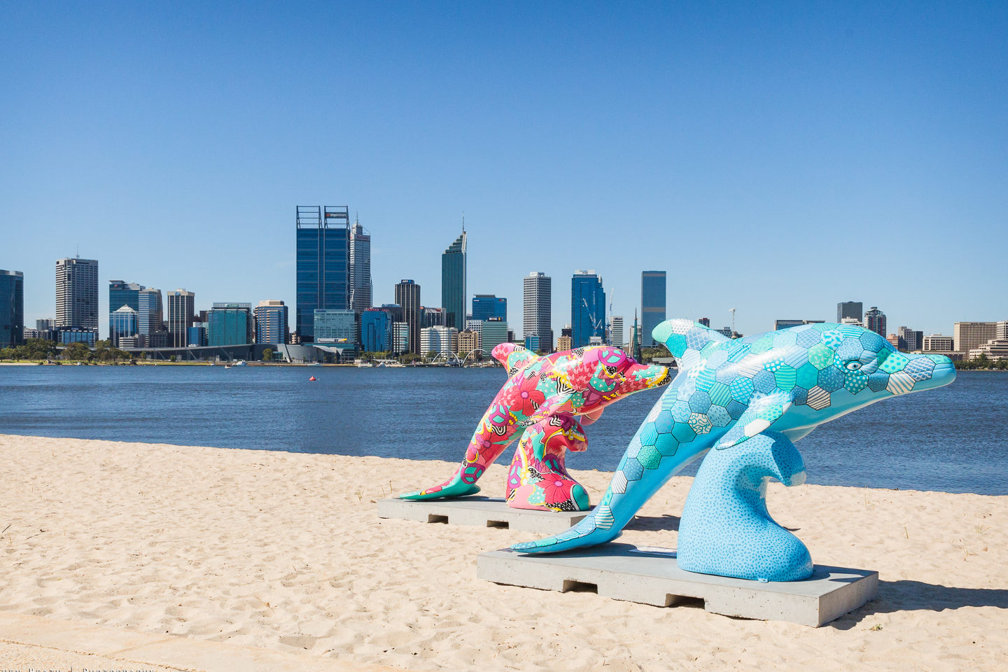 Dolphins dive for mental health