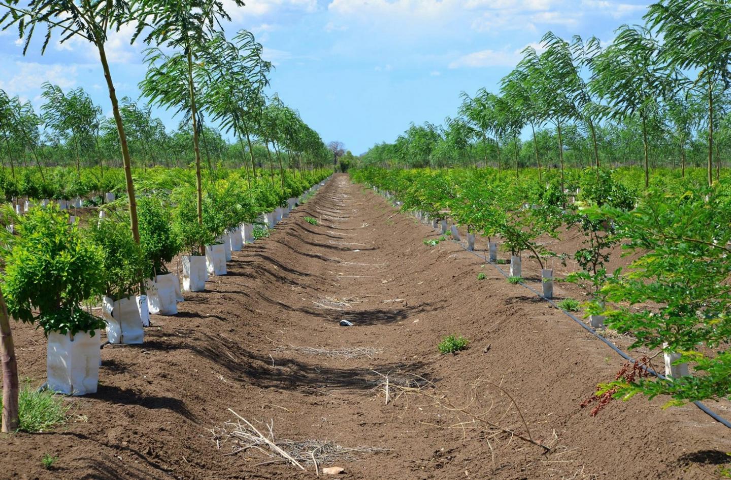 Mercer to acquire Santanol