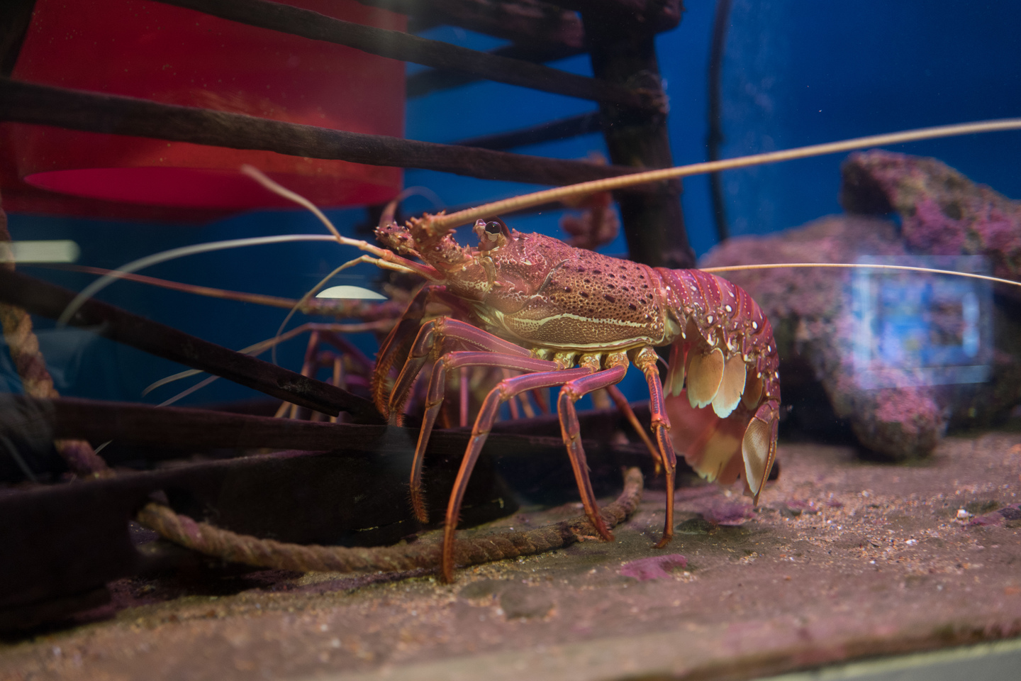 Craig Mostyn Group offloads lobster business