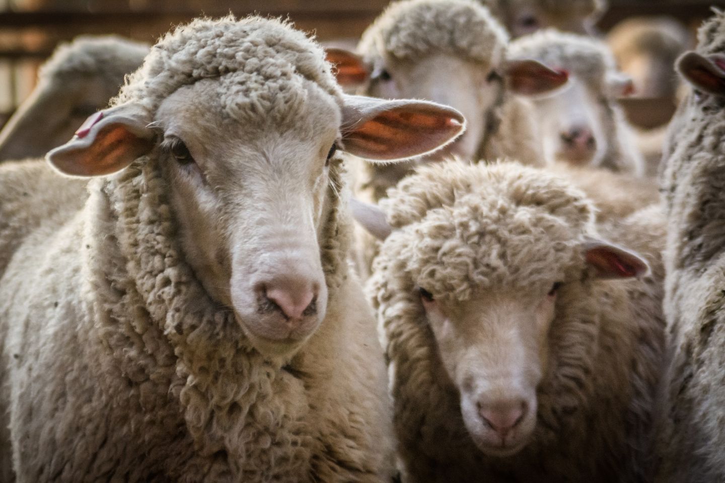 Shedding-sheep numbers signals shift