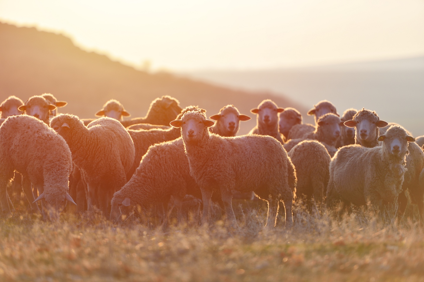 Uphill battle to keep live sheep exports