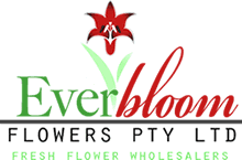 Everbloom Flowers